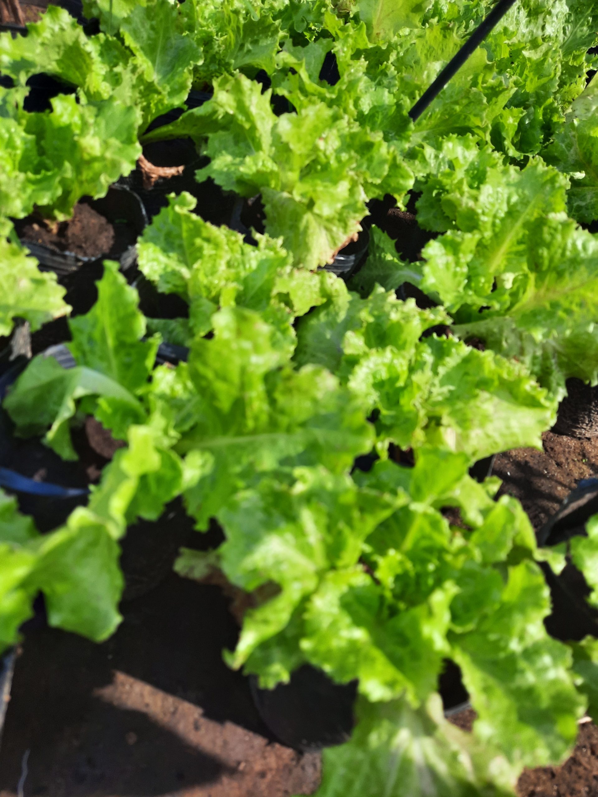 Lechuga | Vivero Higa