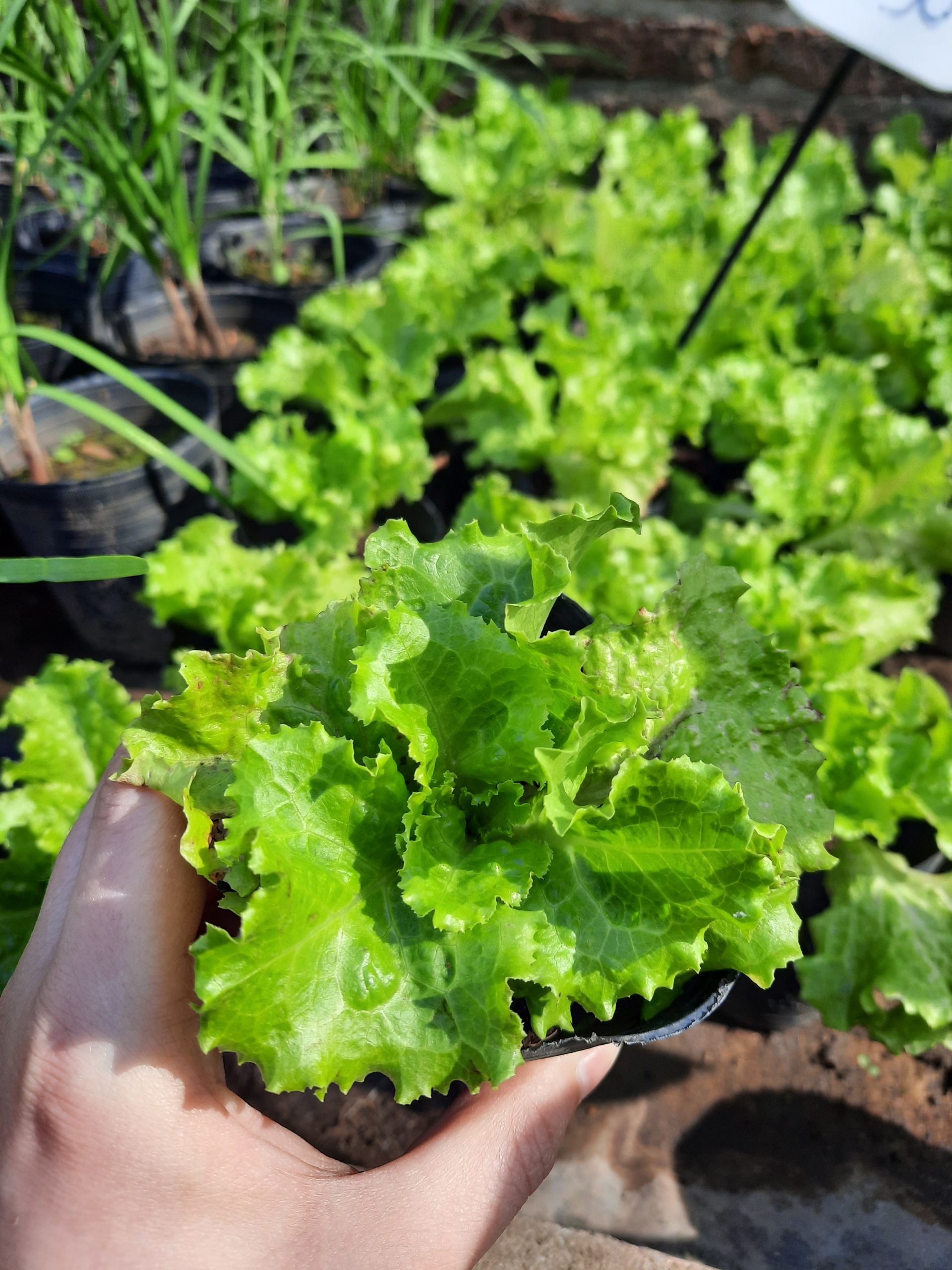 Lechuga | Vivero Higa