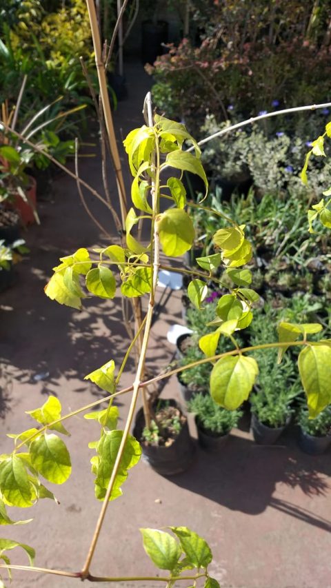 Bignonia Spectabilis | Vivero Higa