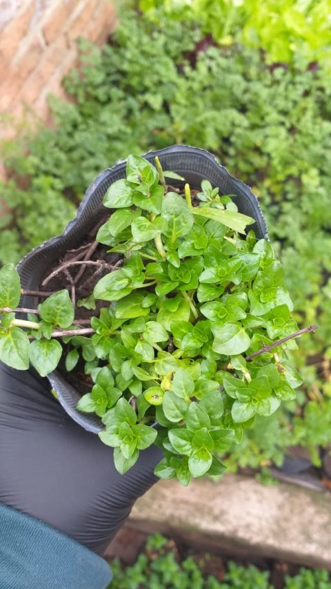 Peperina | Vivero Higa