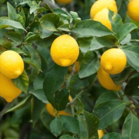 Limon Sutil | Vivero Higa