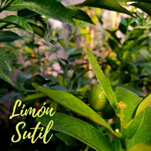 Limon Sutil | Vivero Higa